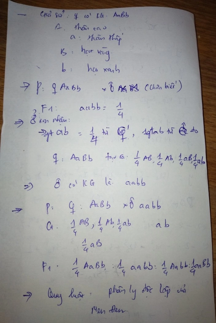 cho lai hai giống lúa thân cao không thuần chủng thì kết quả F1 như thế nào? biết mỗi gen quy ...
